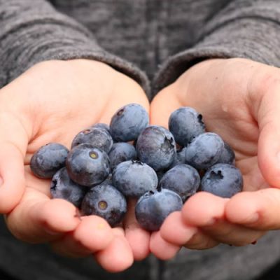 Rabenhorst Organic Wild Blueberry Nectar Juice Singapore